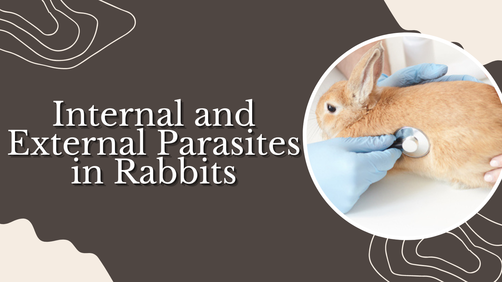 Internal and External Parasites in Rabbits - The Rabbit Hop