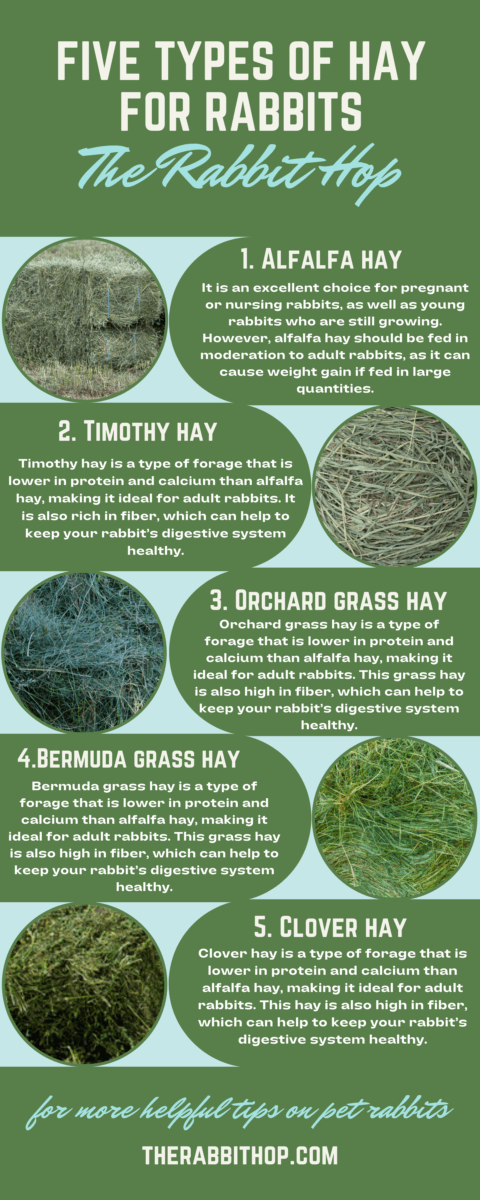 Types of Hay for Rabbits - The Rabbit Hop