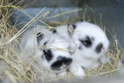 Netherland Dwarf Rabbits: Unique Tiny Friends - The Rabbit Hop