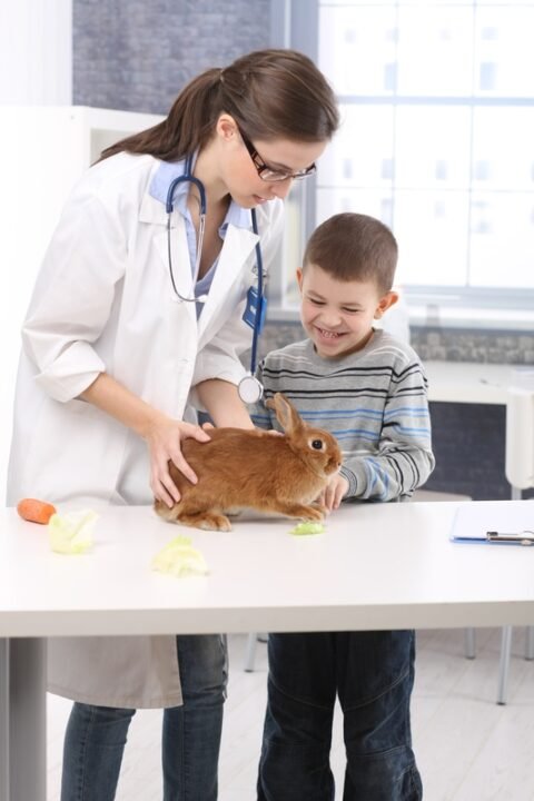 Spay or Neuter Your Pet Rabbit: 7 Benefits - The Rabbit Hop