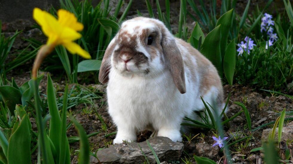 Spay or Neuter Your Pet Rabbit: 7 Benefits - The Rabbit Hop