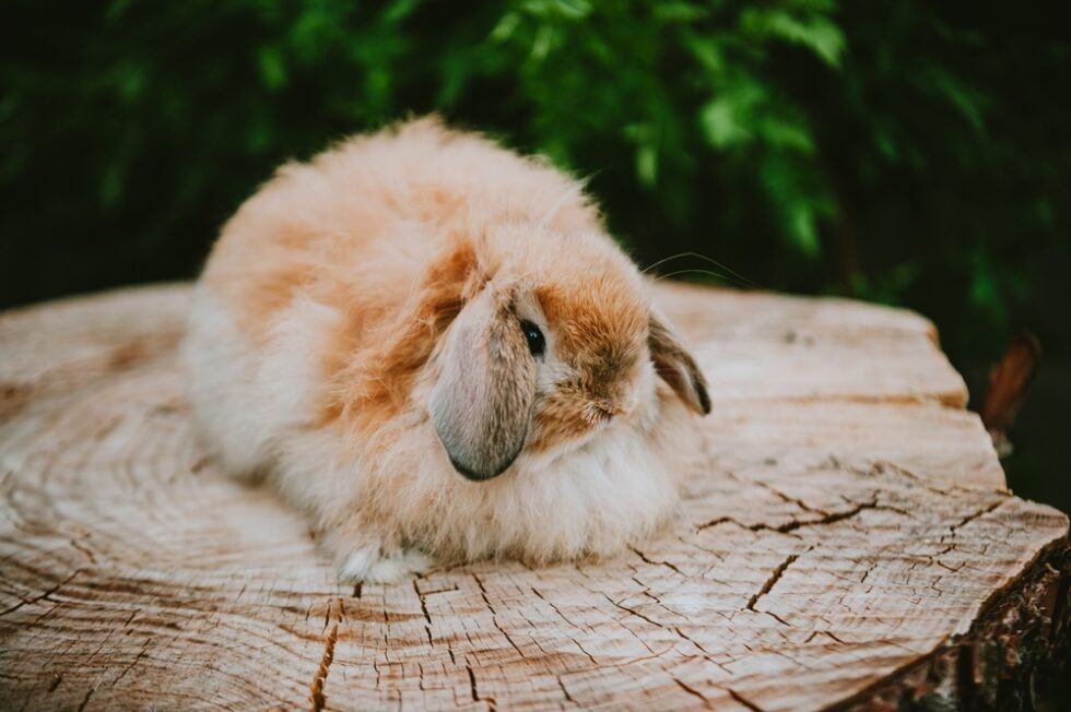 Lop Eared Rabbit: A Beginner's Guide - The Rabbit Hop