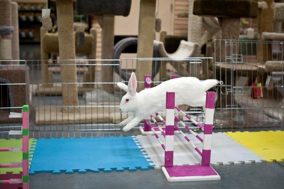 Rabbit Activities and Sports - The Rabbit Hop