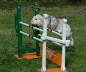 Rabbit Agility Contests - The Rabbit Hop