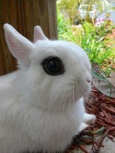 Dwarf Hotot Rabbits: Eyes of the Fancy - The Rabbit Hop