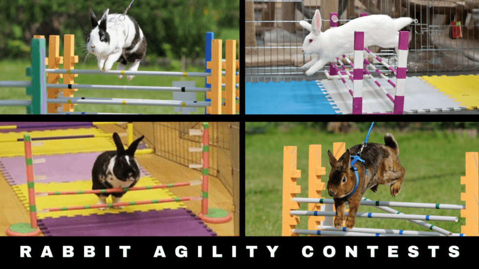 Rabbit Agility Contests - The Rabbit Hop