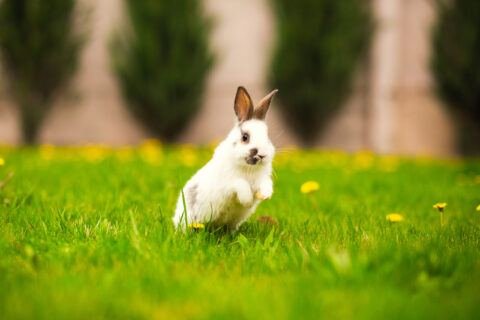 9 Tricks and games to teach your rabbit - The Rabbit Hop