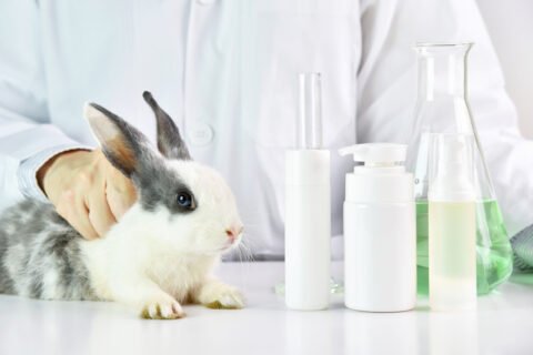 How to Rabbit Proof a Room - The Rabbit Hop