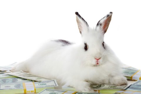 How to Rabbit Proof a Room - The Rabbit Hop