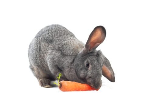 Giant Chinchilla Rabbit: The Million Dollar Rabbit - The Rabbit Hop