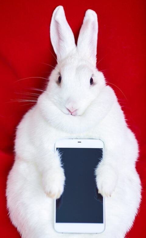 How to Rabbit Proof a Room - The Rabbit Hop