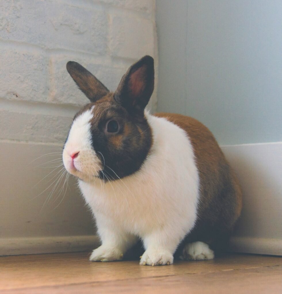 How to Rabbit Proof a Room - The Rabbit Hop