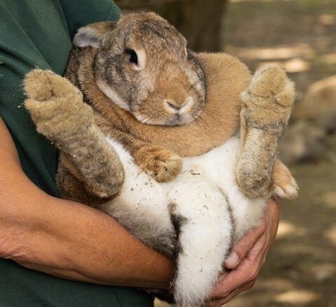 Flemish Giant Rabbit: The Gentle Giant - The Rabbit Hop
