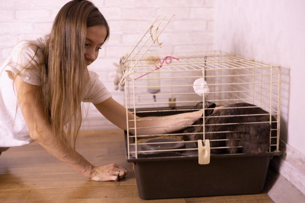 10 Tips for New Rabbit Owners - The Rabbit Hop