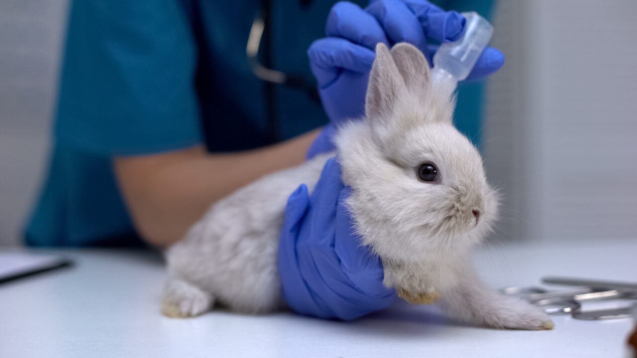 Rabbit Grooming Tips - The Rabbit Hop