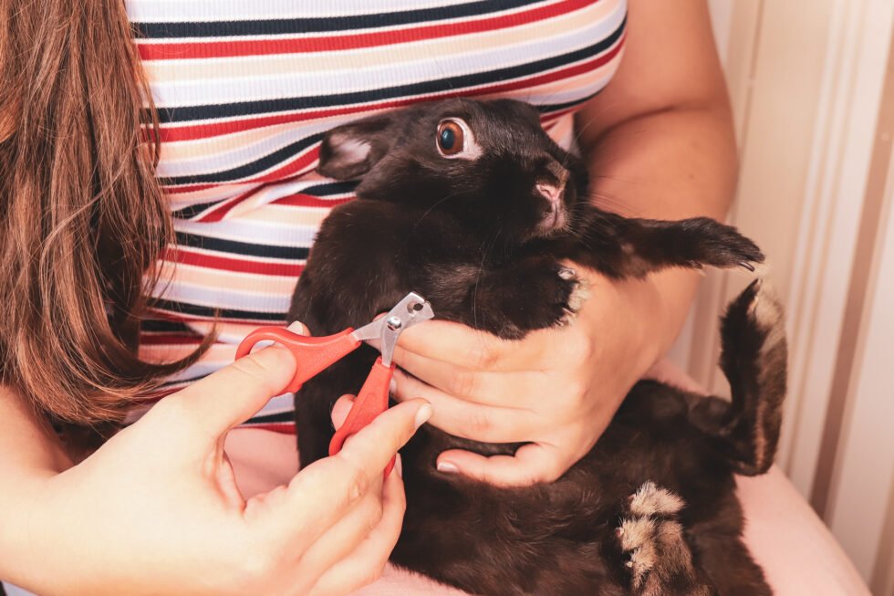 Rabbit Grooming Tips - The Rabbit Hop