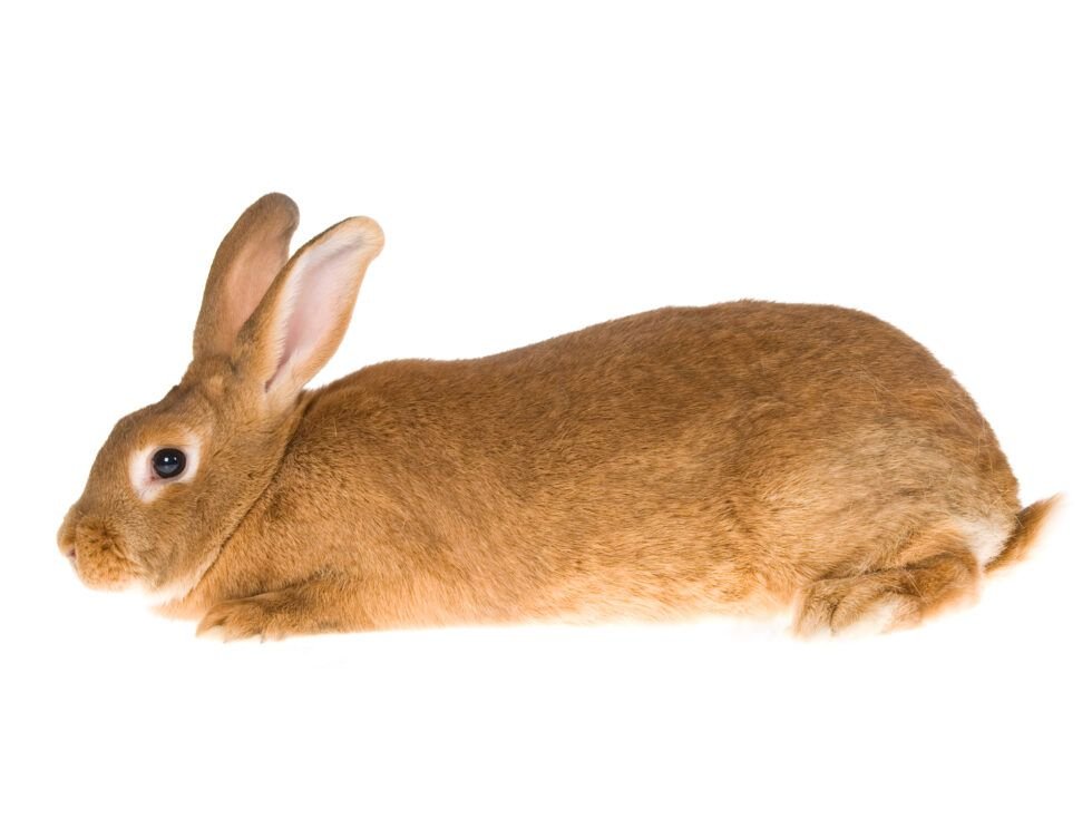 New Zealand Rabbit Breed: An Ultimate Guide - The Rabbit Hop