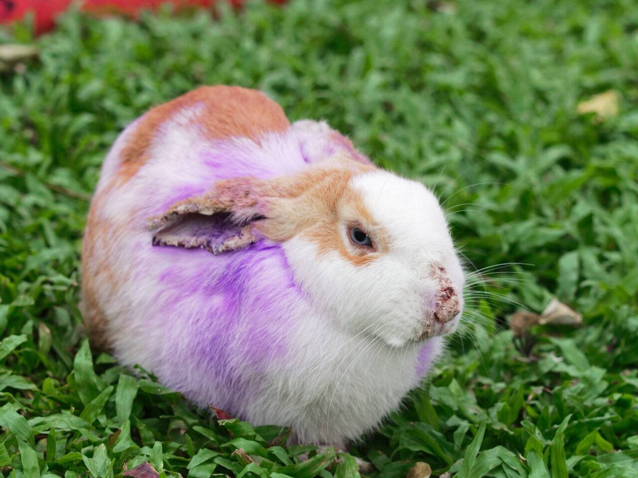 Rabbit Sickness Symptoms: 12 Signs to Know - The Rabbit Hop