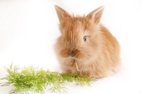 Herbs for Rabbit: 12 Safe Herbs for Your Pet - The Rabbit Hop