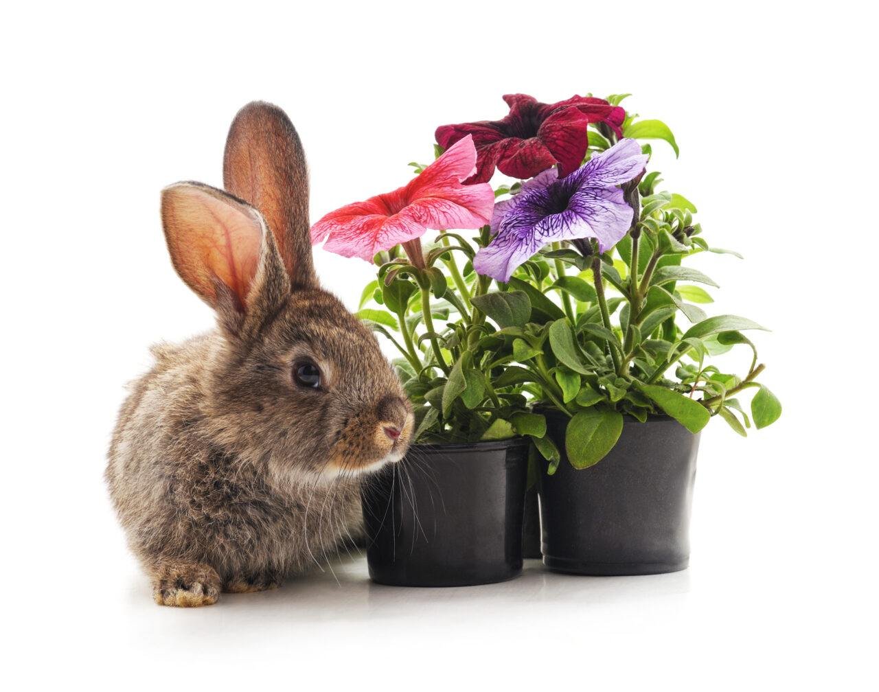 15 Flowers that Rabbits Like to Eat - The Rabbit Hop