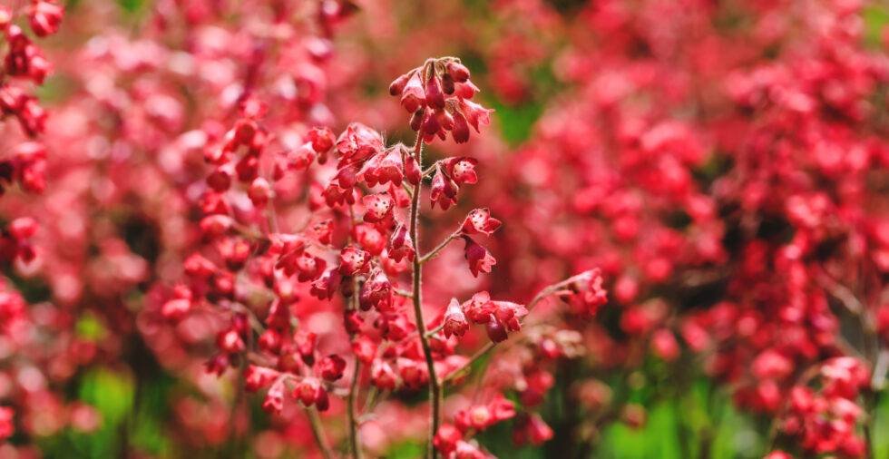 15 Flowers that Rabbits Like to Eat - The Rabbit Hop