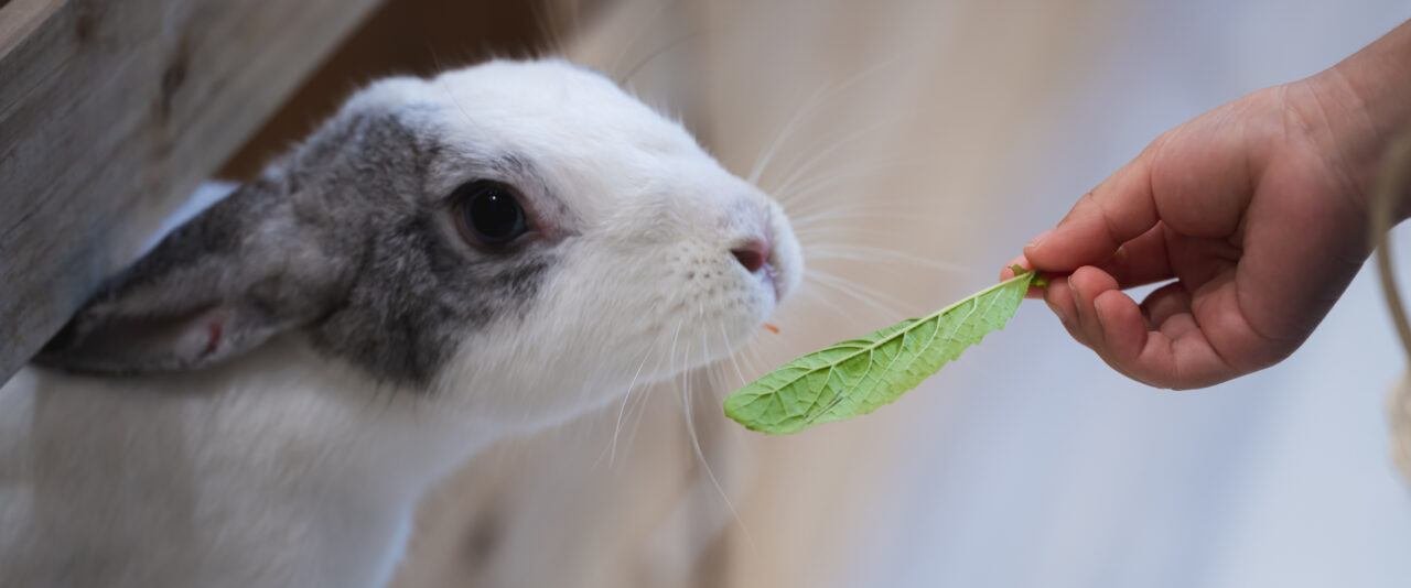 Herbs for Rabbit: 12 Safe Herbs for Your Pet - The Rabbit Hop