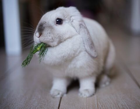 Herbs for Rabbit: 12 Safe Herbs for Your Pet - The Rabbit Hop
