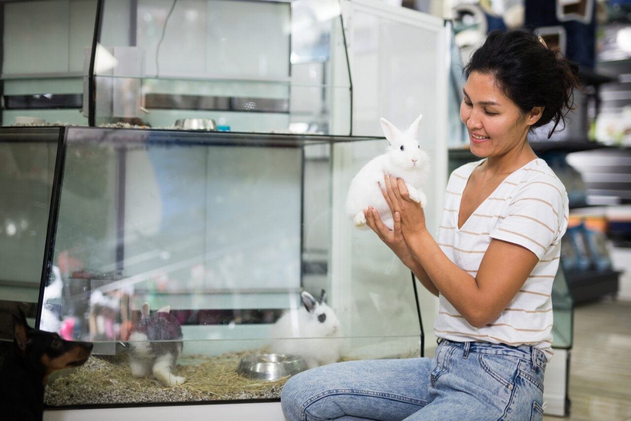 Right Type of Pet Rabbit: 8 Factors to Consider - The Rabbit Hop