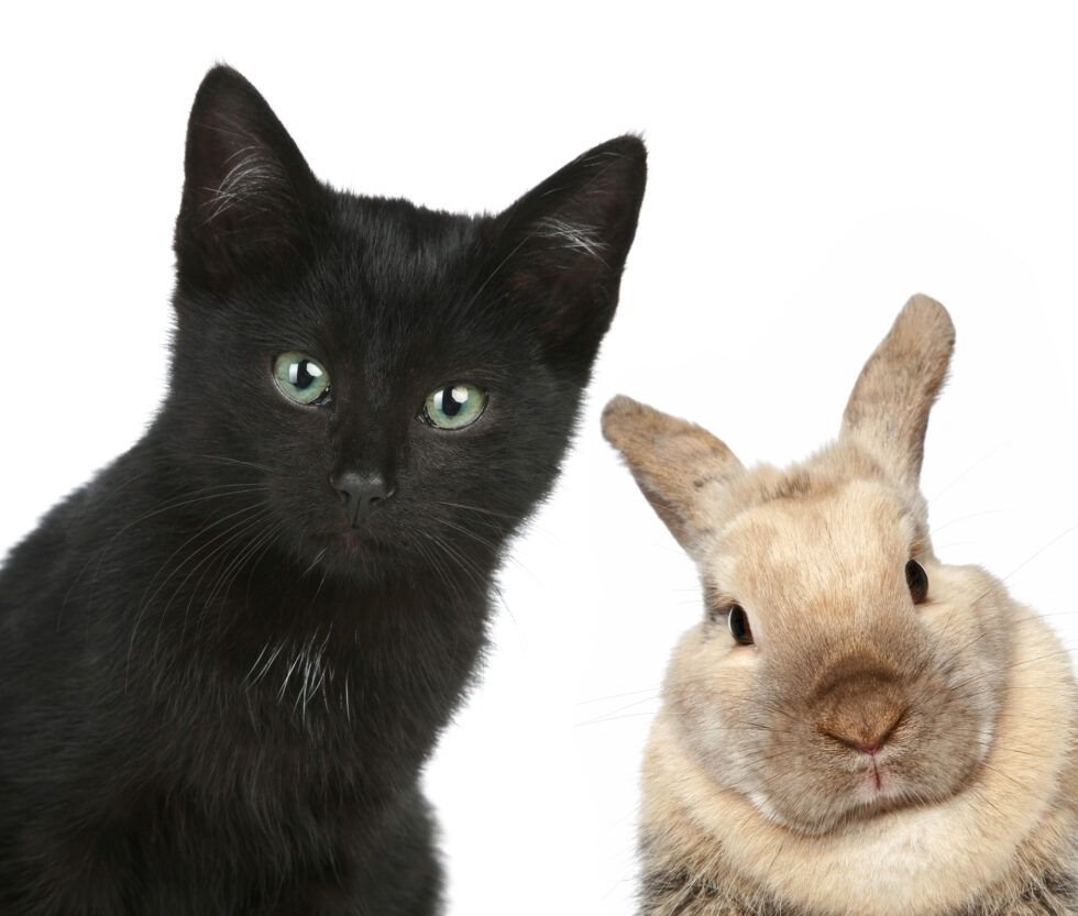 Cats vs. Rabbits: Which are Better? - The Rabbit Hop