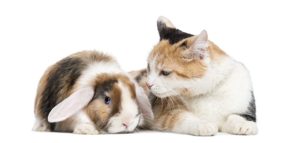 Cats vs. Rabbits: Which are Better? - The Rabbit Hop