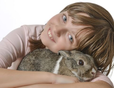 Rabbit as Therapy: Things You Need to Know - The Rabbit Hop