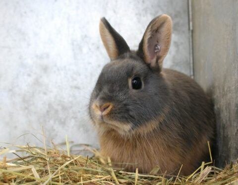 Rabbit Playpen Guide: Best Tips & Maintenance - The Rabbit Hop