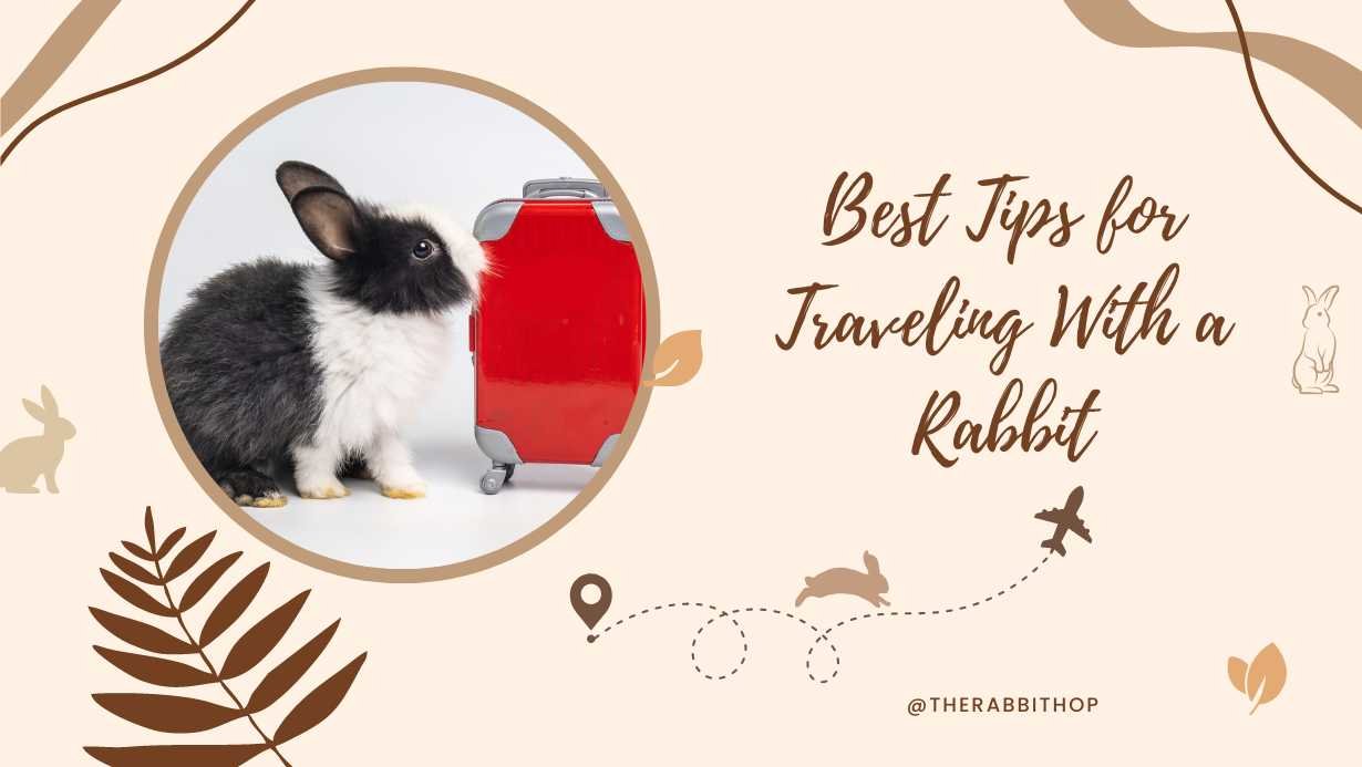 Best Tips for Traveling With a Rabbit - The Rabbit Hop