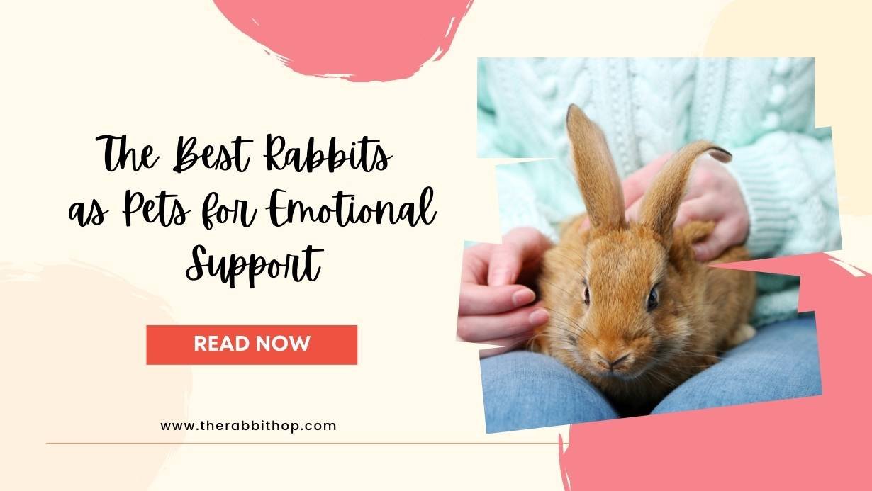 The Best Rabbits as Pets for Emotional Support - The Rabbit Hop