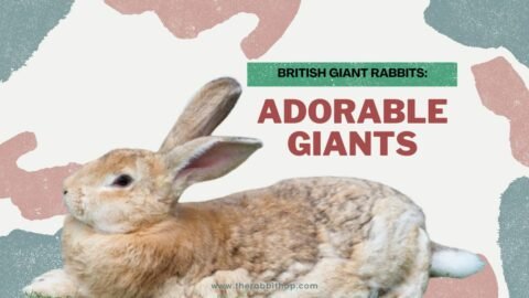 British Giant Rabbits: Adorable Giants - The Rabbit Hop