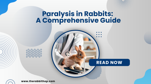 Paralysis in Rabbits: A Comprehensive Guide - The Rabbit Hop