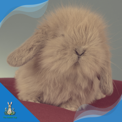 Pet American Fuzzy Lop Rabbit - The Rabbit Hop