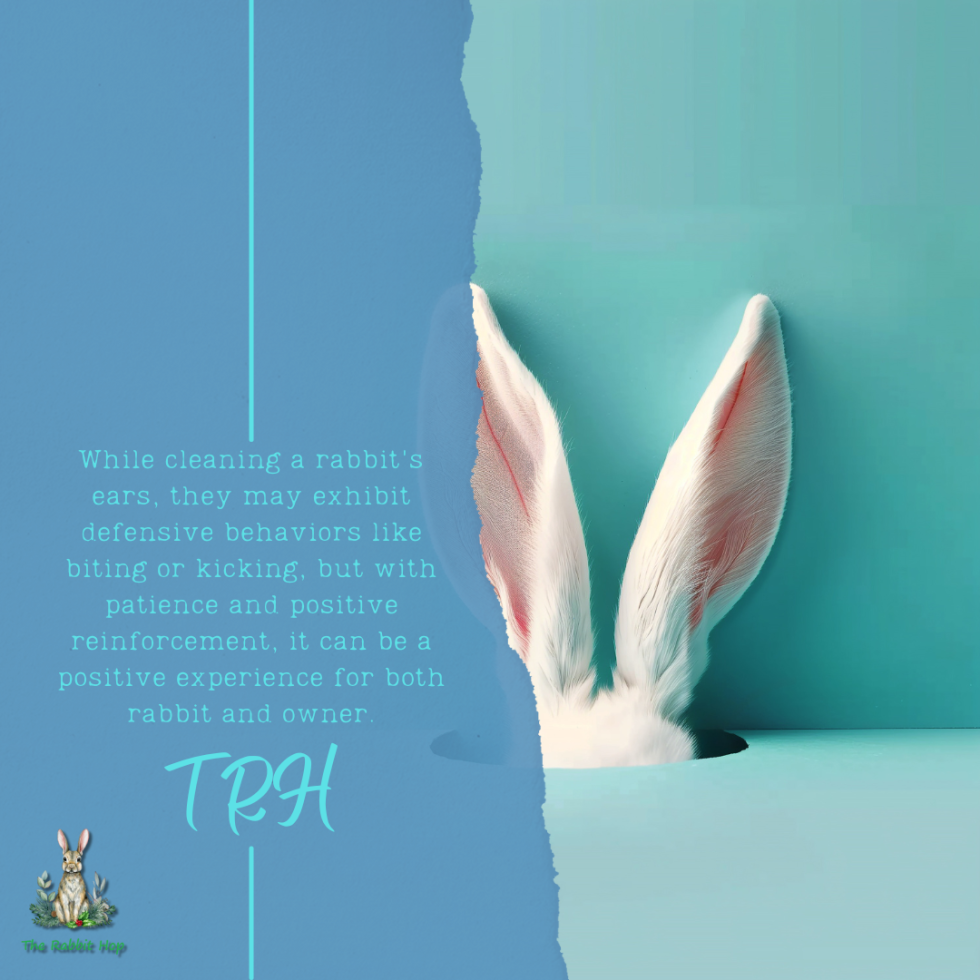 Rabbit Ear Care: Essential Tips for Healthy Ears - The Rabbit Hop