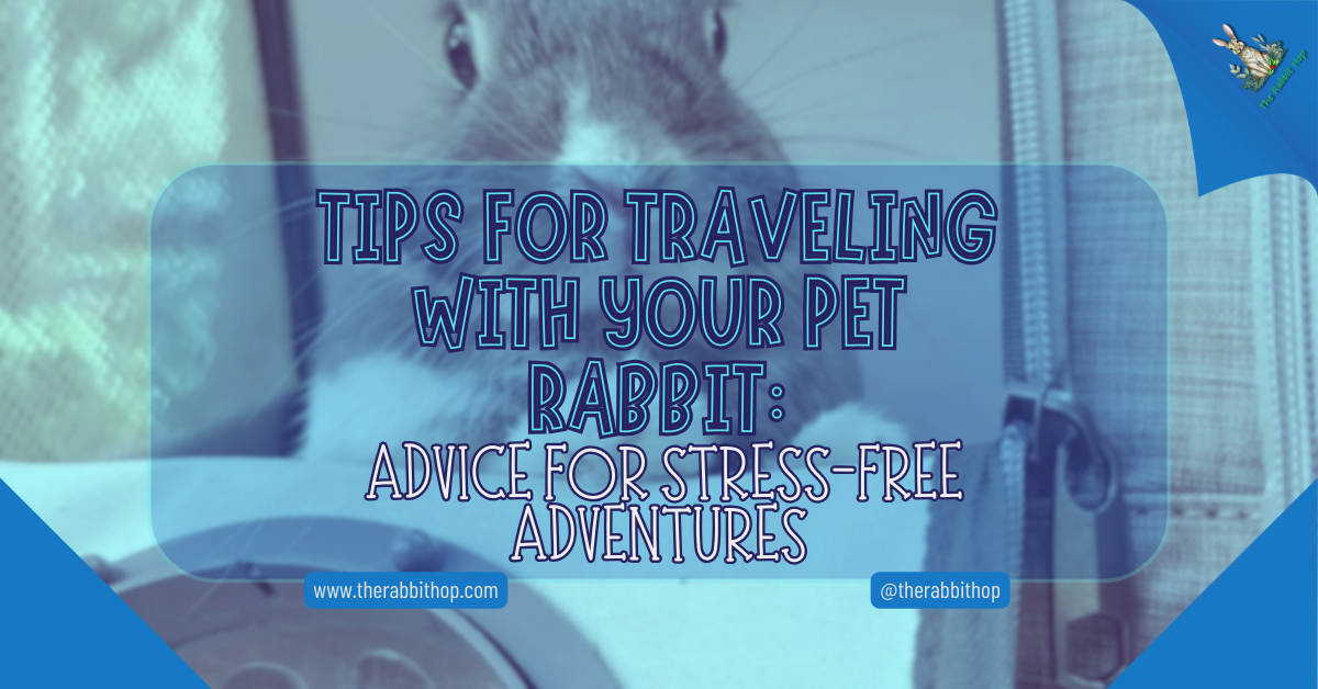 Tips for Traveling With Your Pet Rabbit: Advice for Stress-Free ...